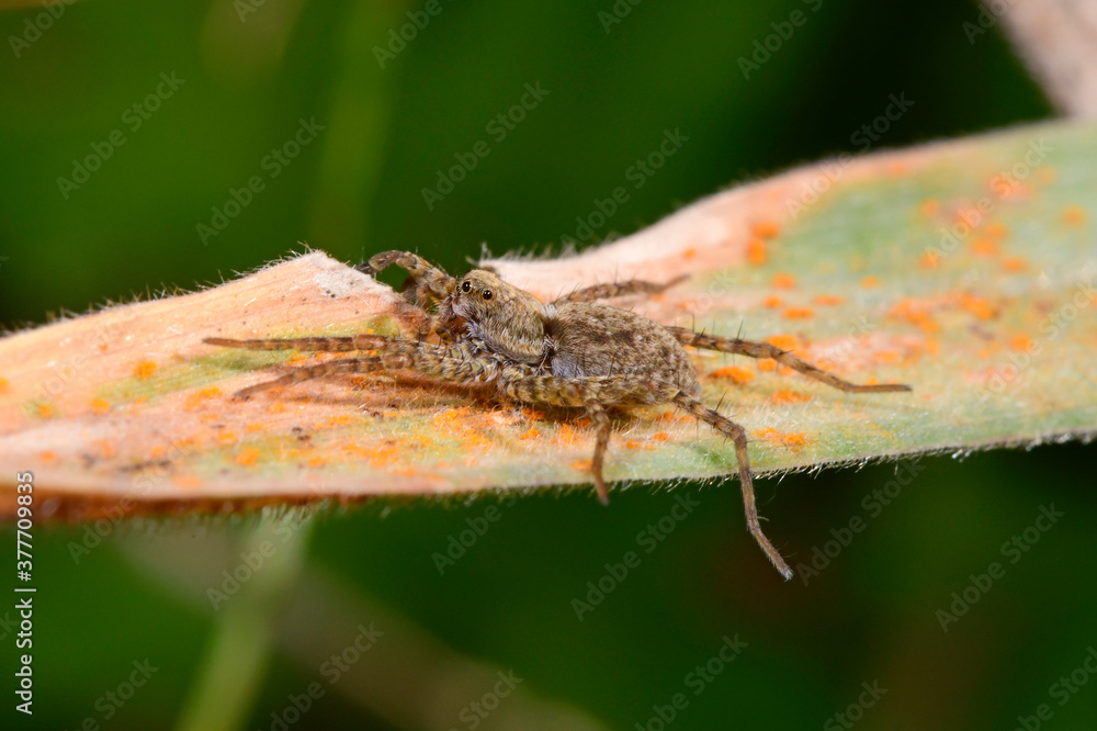 Wolfsspinne // Wolf spider (Lycosidae) Stock Photo | Adobe Stock