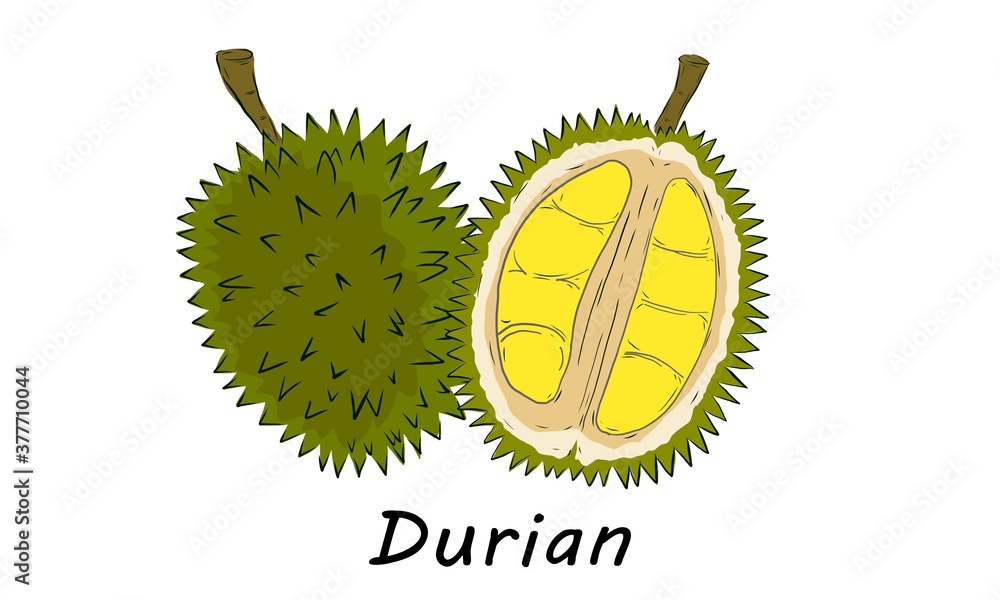 Vector illustration of Black Thorn Durian isolated on white background ...