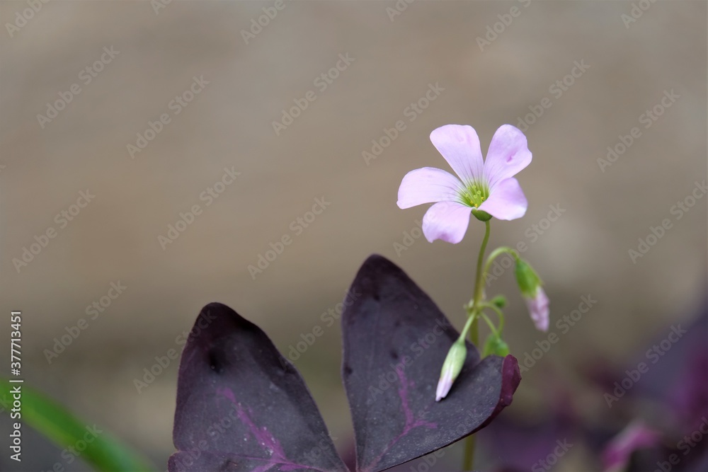 Oxalis triangularis flower, commonly called false shamrock, is a ...