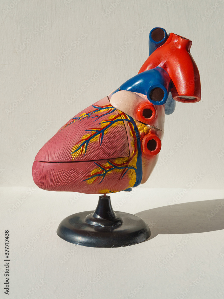 Mock up of a human organ heart isolated on white background. Anatomical ...