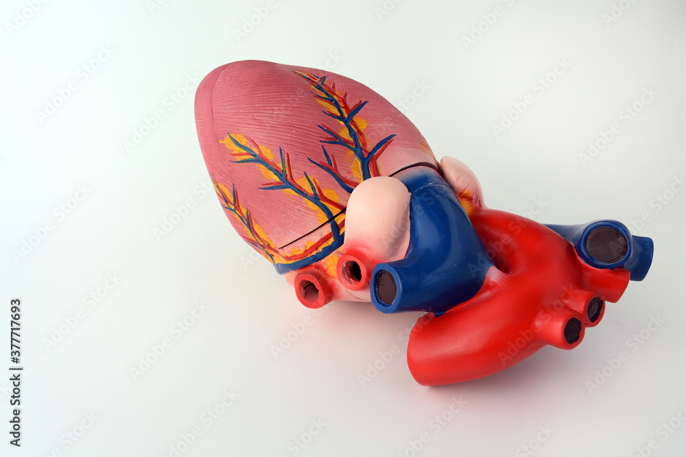 Mock up of a human organ heart isolated on white background. copy space ...