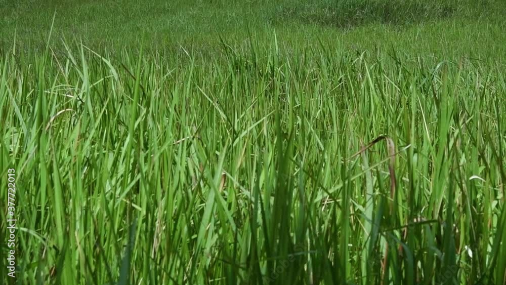 A perennial grass native to tropical and subtropical Asia and also ...