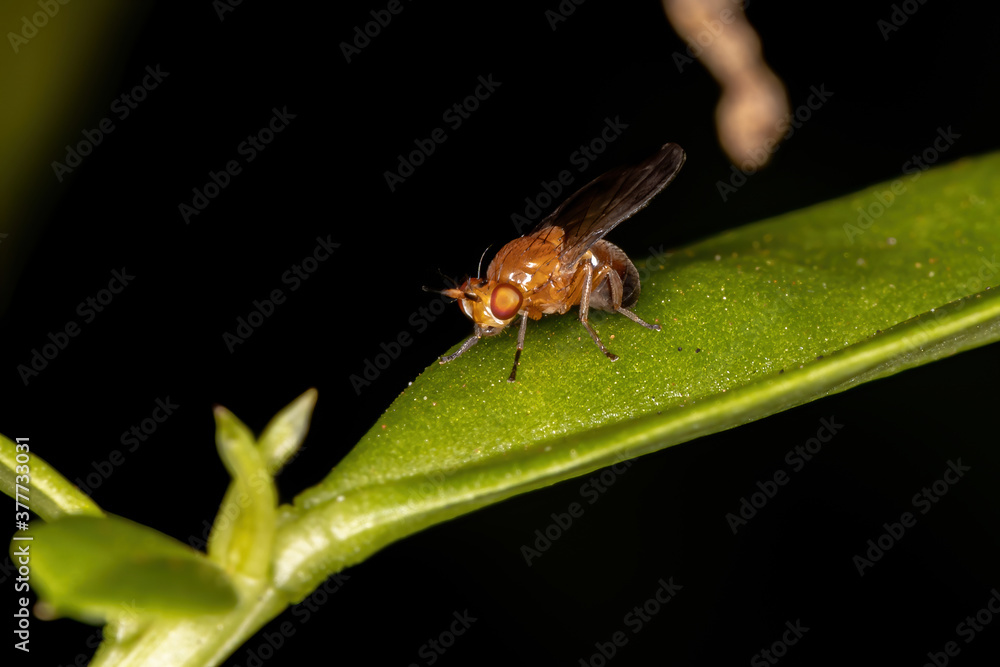 Lauxaniid Fly of the Family Lauxaniidae Stock Photo | Adobe Stock