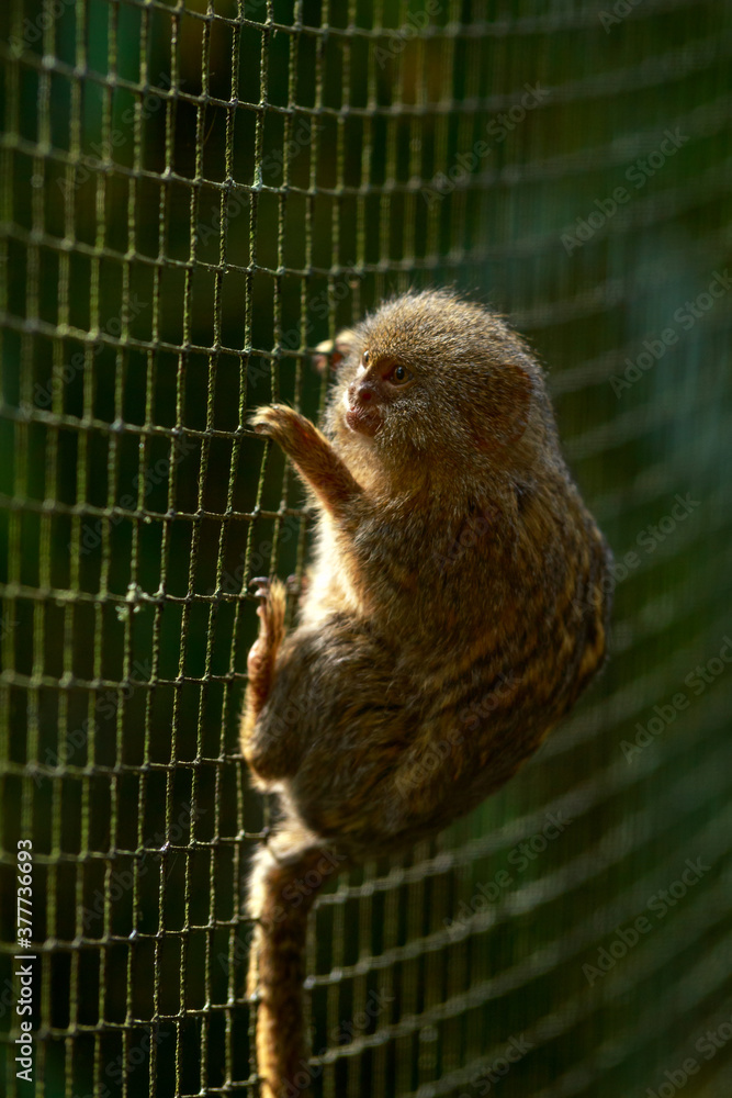 Cute Marmoset Monkey