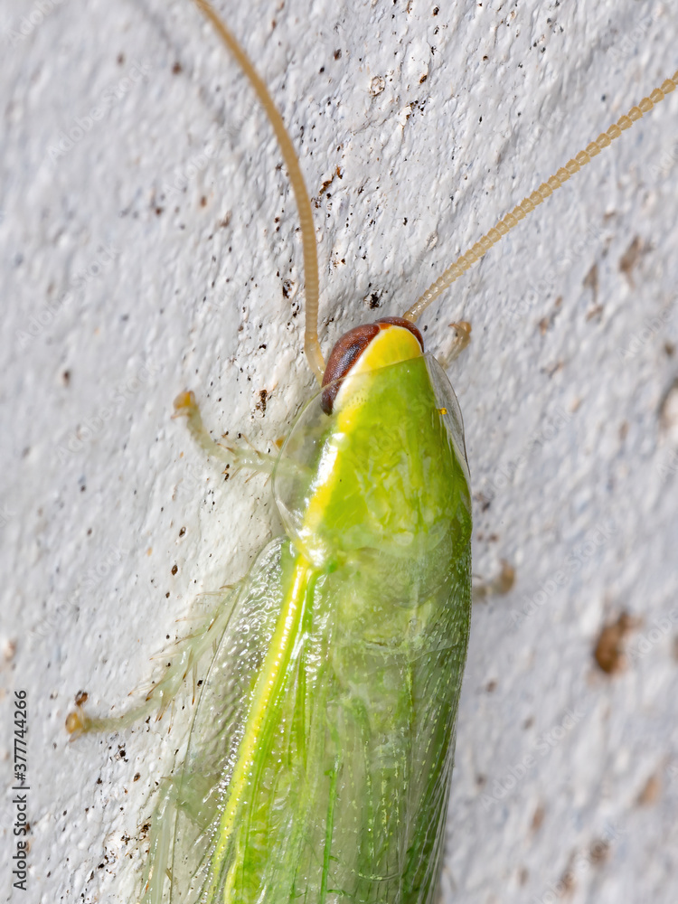 Green Giant Cockroach of the Genus Panchlora Stock Photo | Adobe Stock