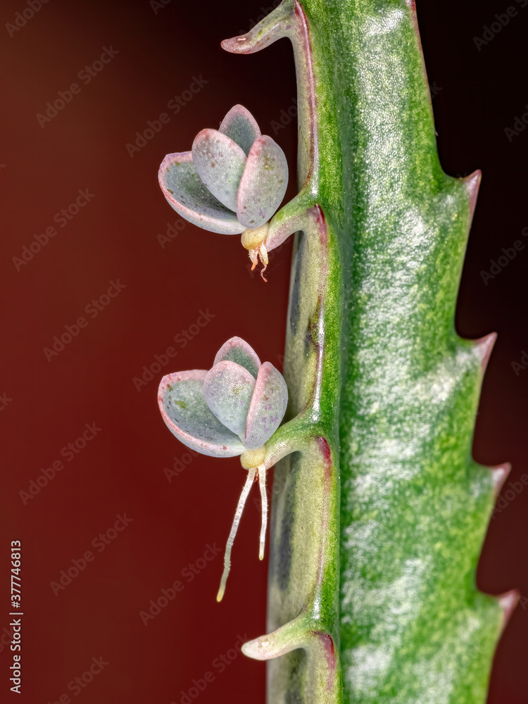 Alligator Plant of the species Kalanchoe daigremontiana Stock Photo ...