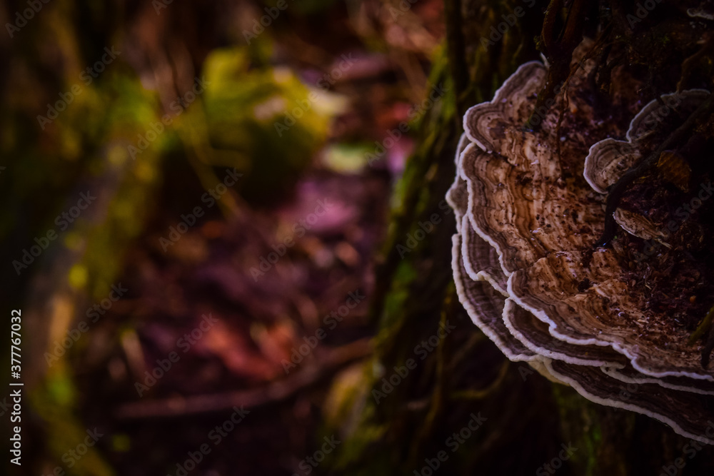 Fungi backgrounds that grow on wood and on the ground. They are ...