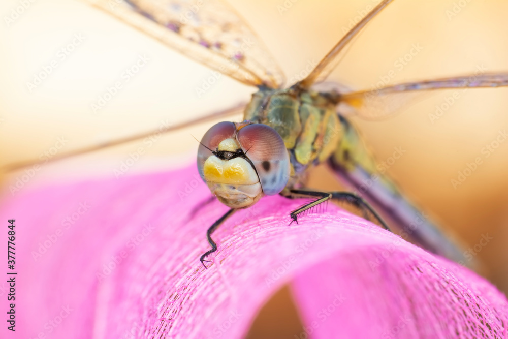 Macro shots, showing of eyes dragonfly and wings detail. Beautiful ...