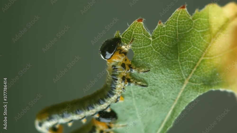 Box tree caterpillars eating a leaf. Super macro close up. Cydalima ...