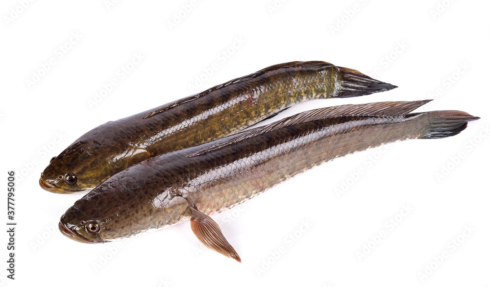 Snakehead fish isolated on white background Stock Photo | Adobe Stock