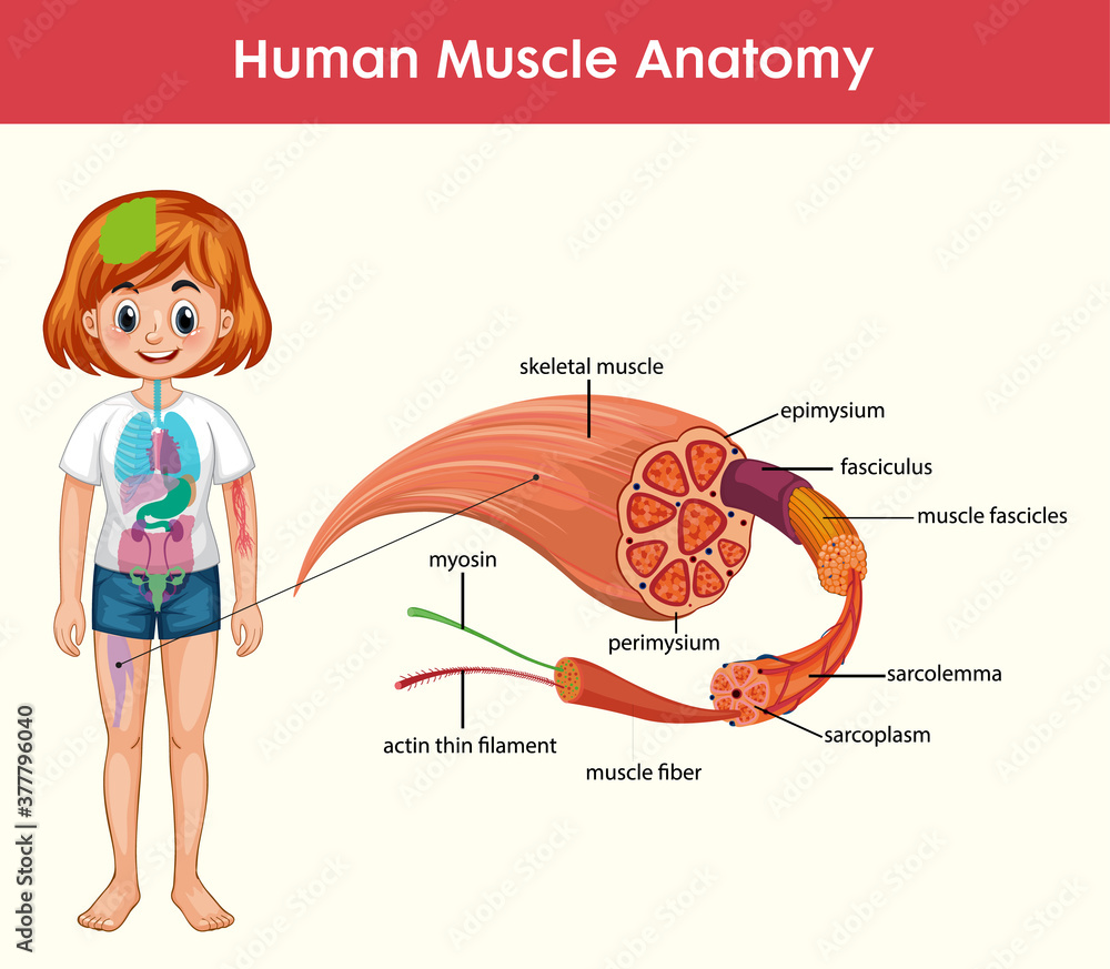 Human Muscle Anatomy Infographic With Body Stock Vector | Adobe Stock