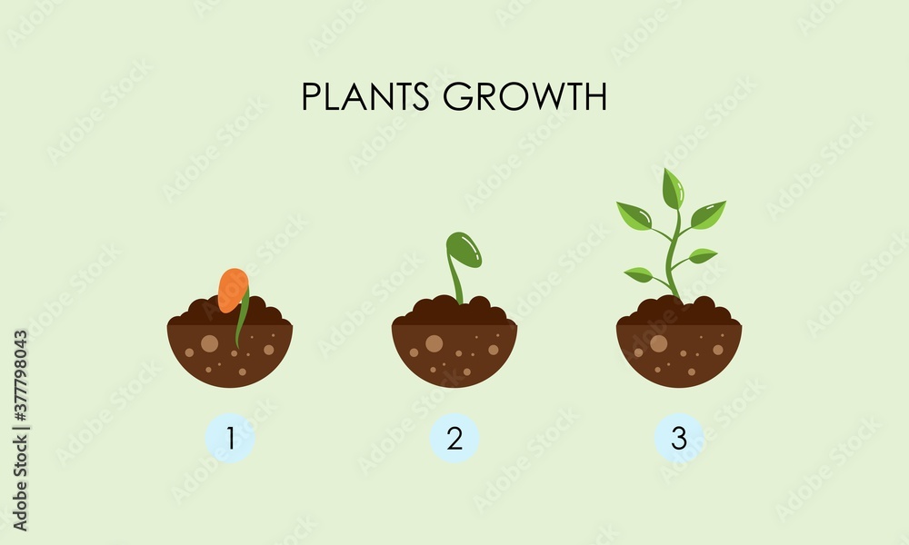 Plant growing stages. Timeline infographic of planting tree process ...