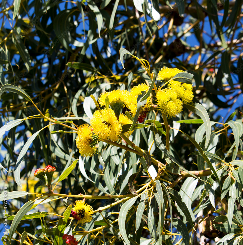 Dainty ornamental West Australian Illyarrie mallee tree eucalyptus ...