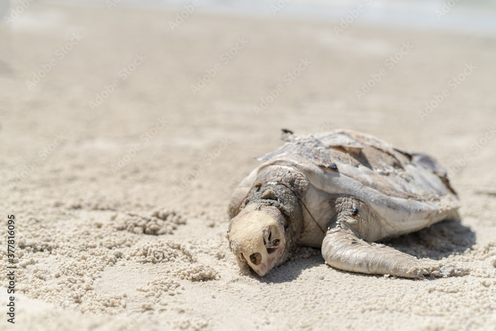 A little turtle is dead on the beach at Thailand island because of bad ...