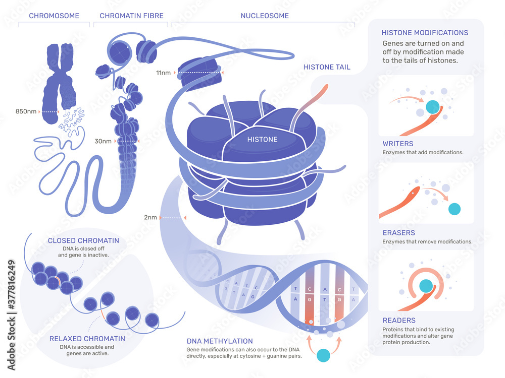 Epigenetics Illustration - Simple Vektor Stok | Adobe Stock