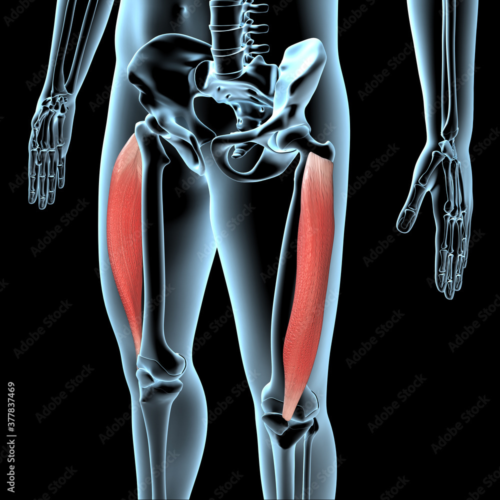 3d Illustration of the Vastus Lateralis Muscles Anatomical Position on ...