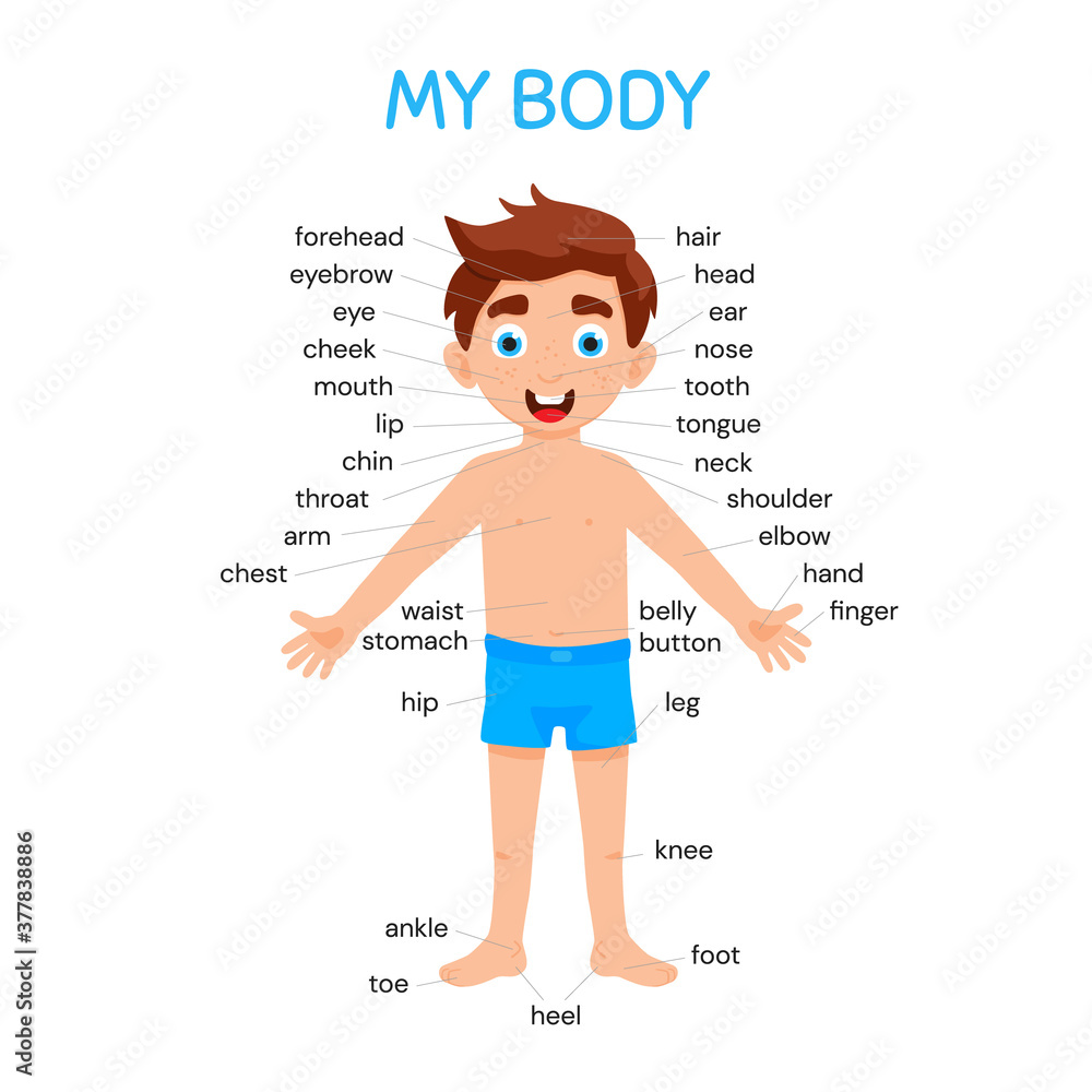 My body poster. Cute kid boy shows his body parts medical anatomy chart ...