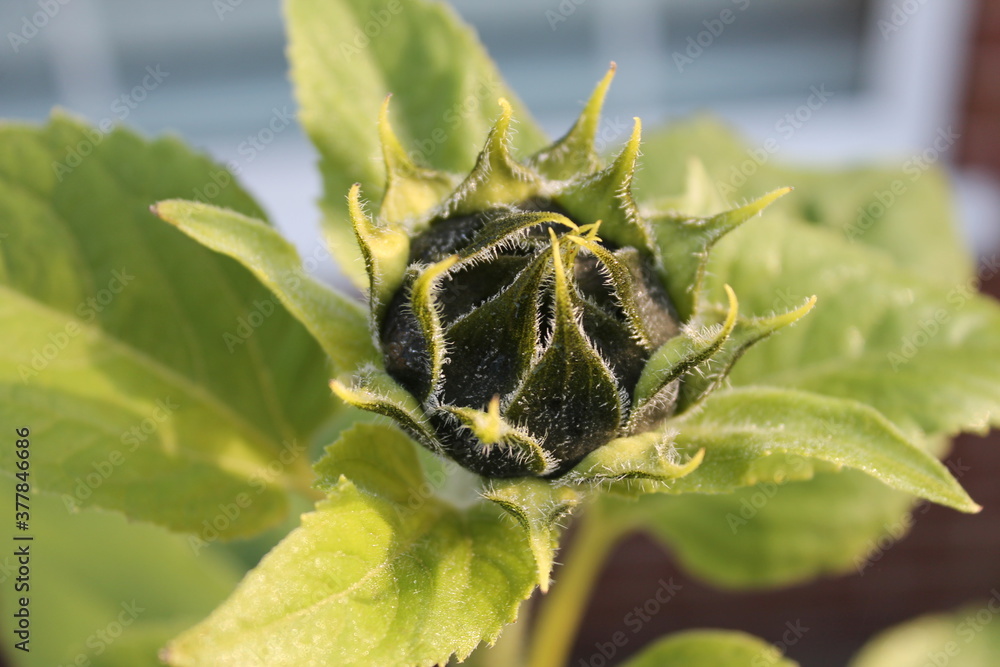Sunflower bud close up, three stages of a sunflower image one of three ...