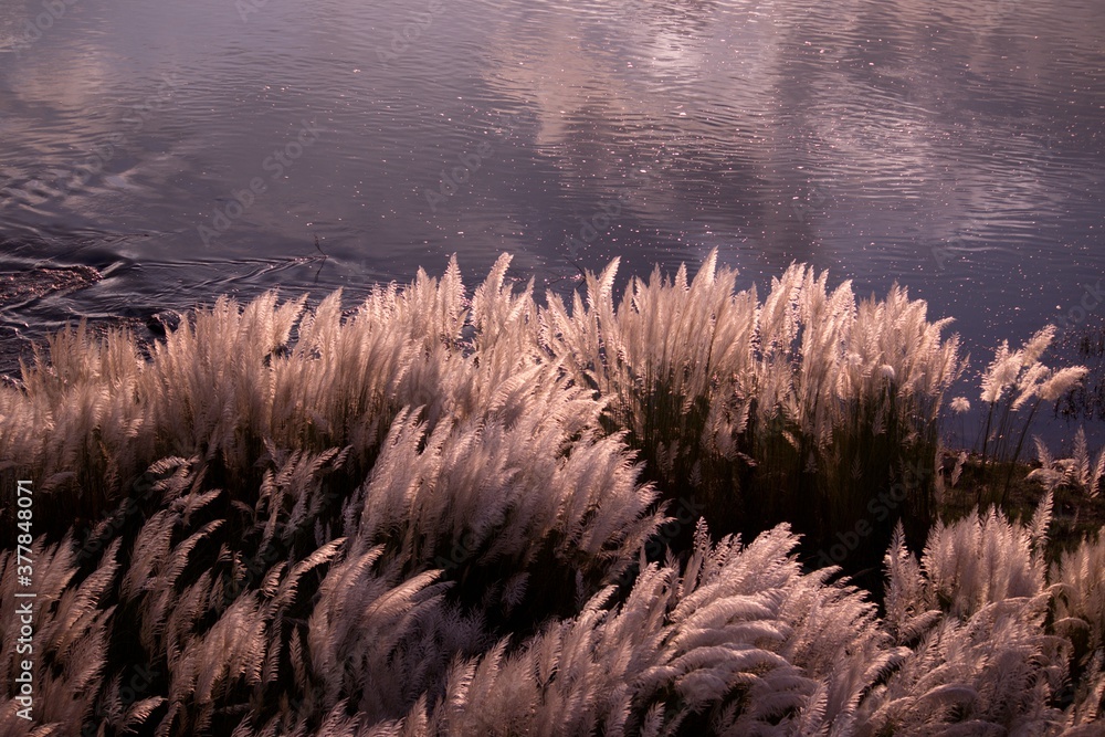 Saccharum Spontaneum or Wild Sugarcane Beside River Water, Also Known ...