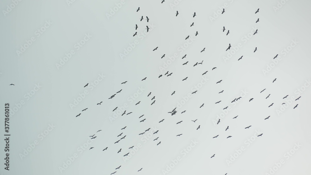 From below flock of storks flying against gray cloudy sky. Silhouettes ...