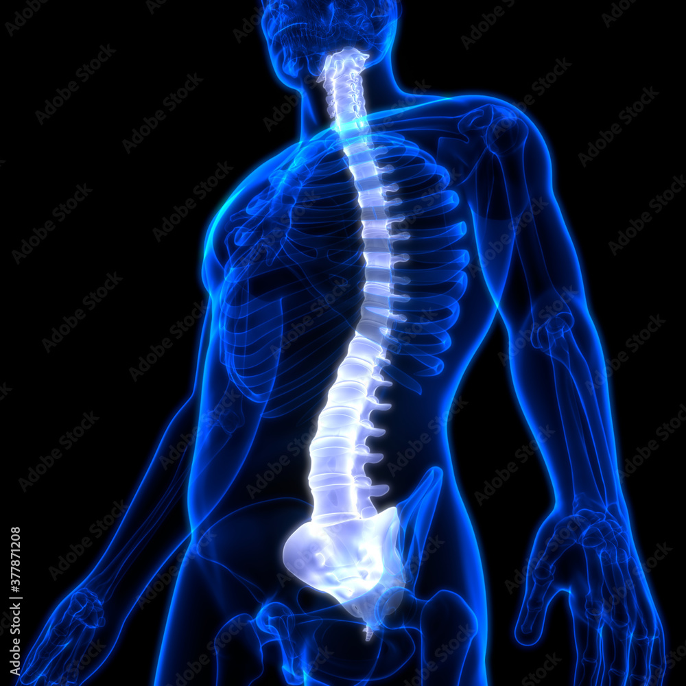 Spinal Cord Vertebral Column of Human Skeleton System Anatomy Stock ...