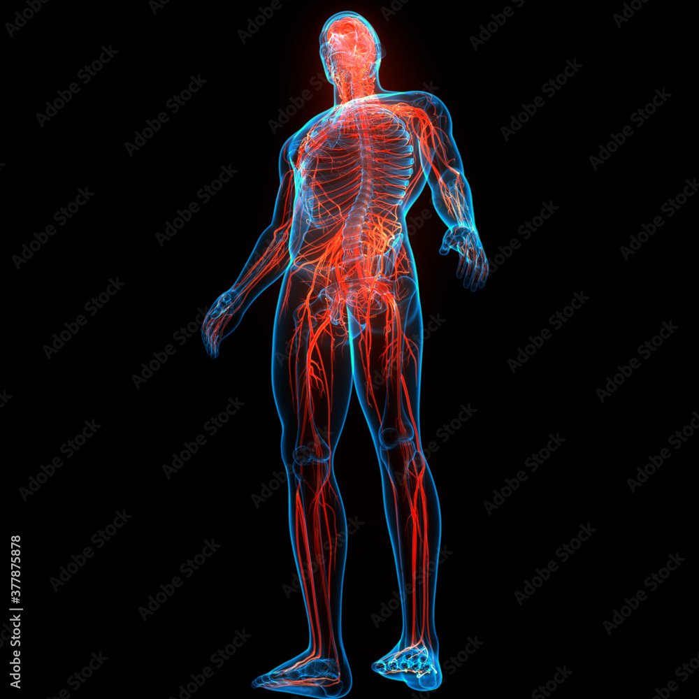 Central Organ of Human Nervous System Brain Anatomy Stock Illustration ...