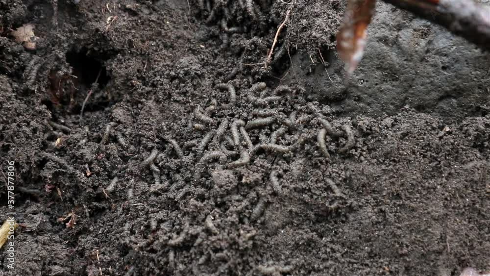 Video „Colonies of larvae underground. A many worms - grubs are writhe ...