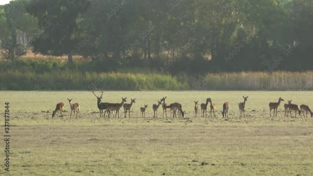 Vídeo do Stock: A male deer with his herd of female deer in the process ...