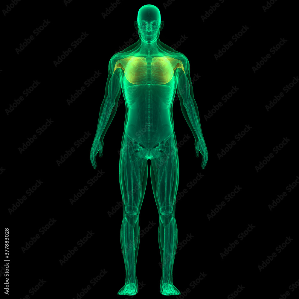 Human Muscular System Muscles Anatomy Stock Illustration | Adobe Stock