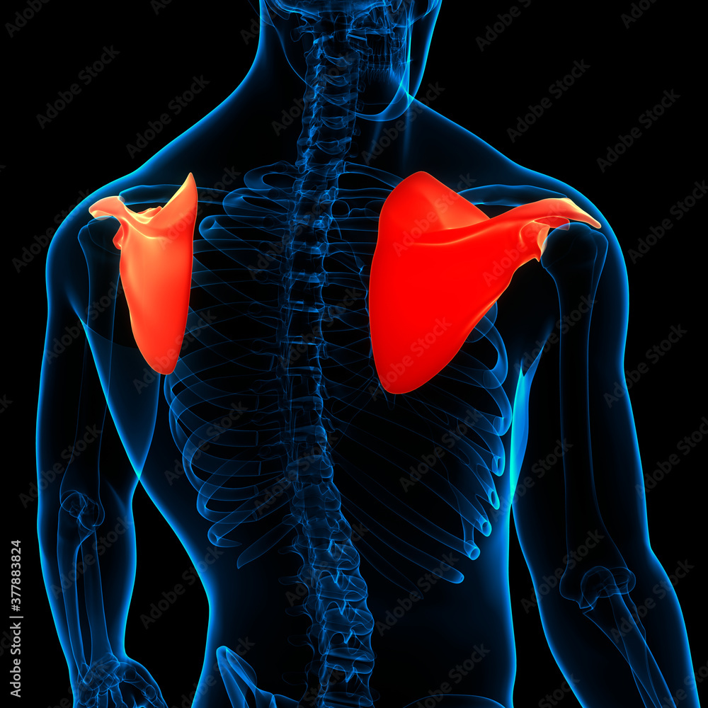 Human Skeleton System Scapula Bone Joints Anatomy Stock Illustration ...