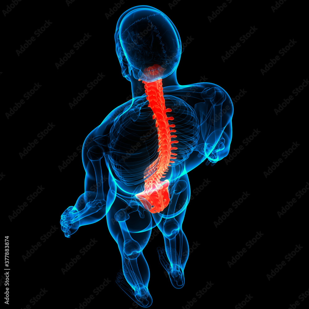 Spinal Cord Vertebral Column of Human Skeleton System Anatomy Stock ...