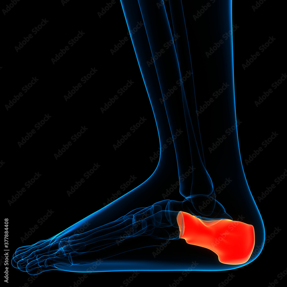 Human Skeleton System Calcaneus Bone Joints Anatomy Stock Illustration ...