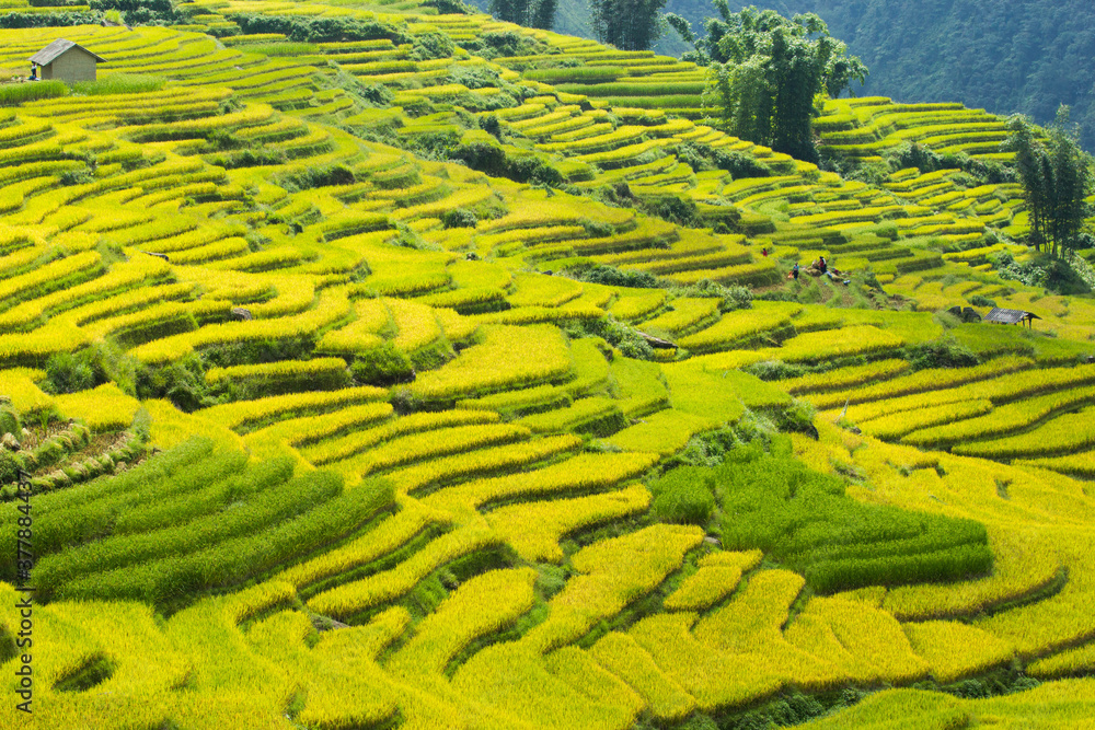 Zdjęcie Stock: Amazing Rice fields on terraced in rainny seasont at TU ...