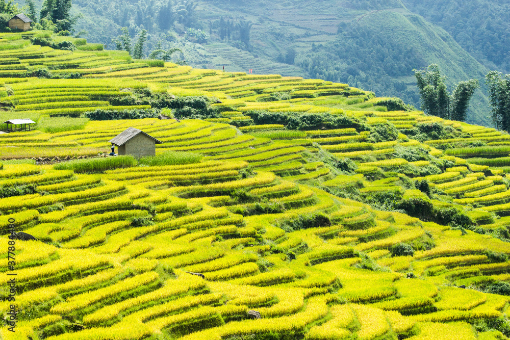 Amazing Rice fields on terraced in rainny seasont at TU LE Valley ...