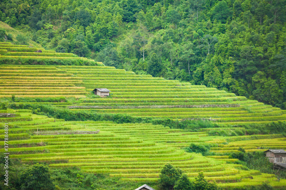 Amazing Rice fields on terraced in rainny seasont at TU LE Valley ...