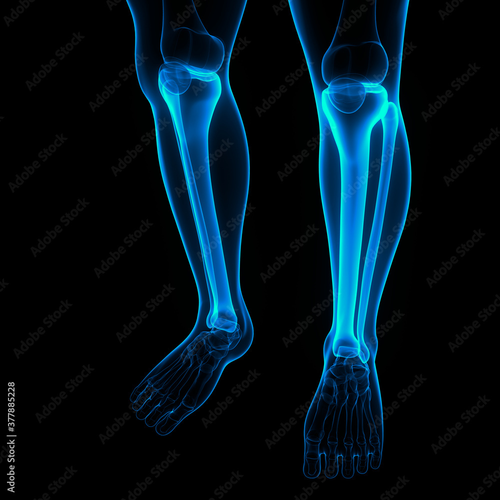 Human Skeleton System Tibia and Fibula Bone Joints Anatomy Stock ...