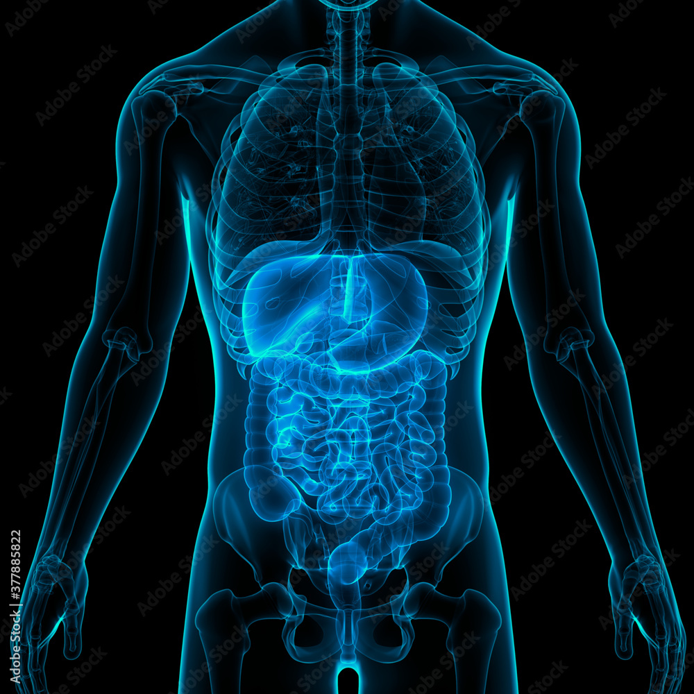 Human Digestive System Anatomy Stock Illustration | Adobe Stock