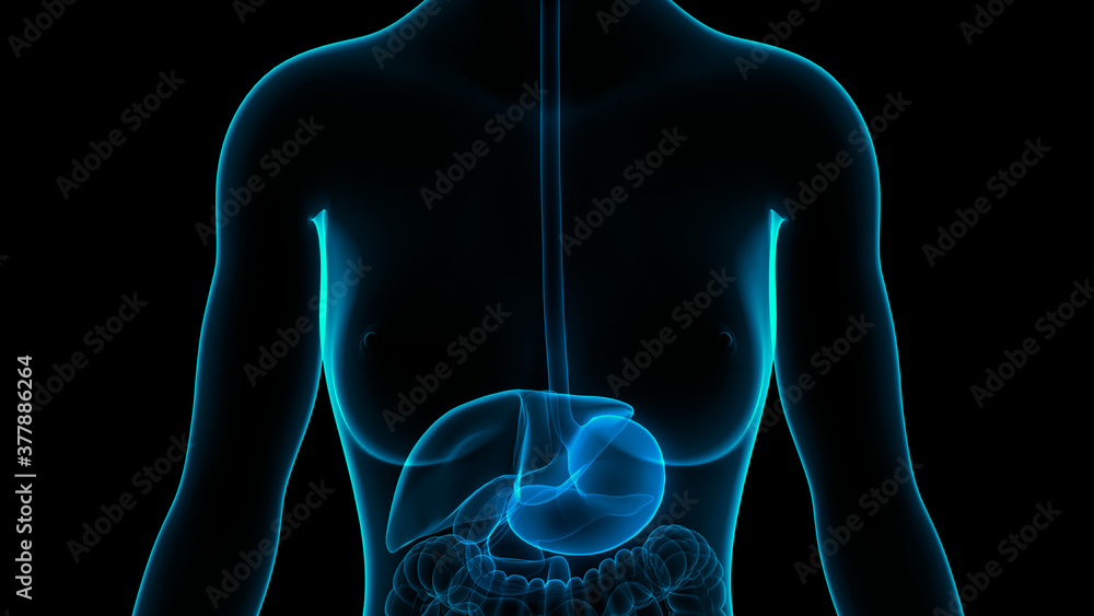 Human Digestive System Stomach Anatomy Stock Illustration | Adobe Stock
