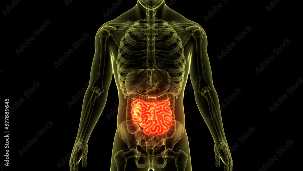 Human Digestive System Small Intestine Anatomy Stock Illustration ...