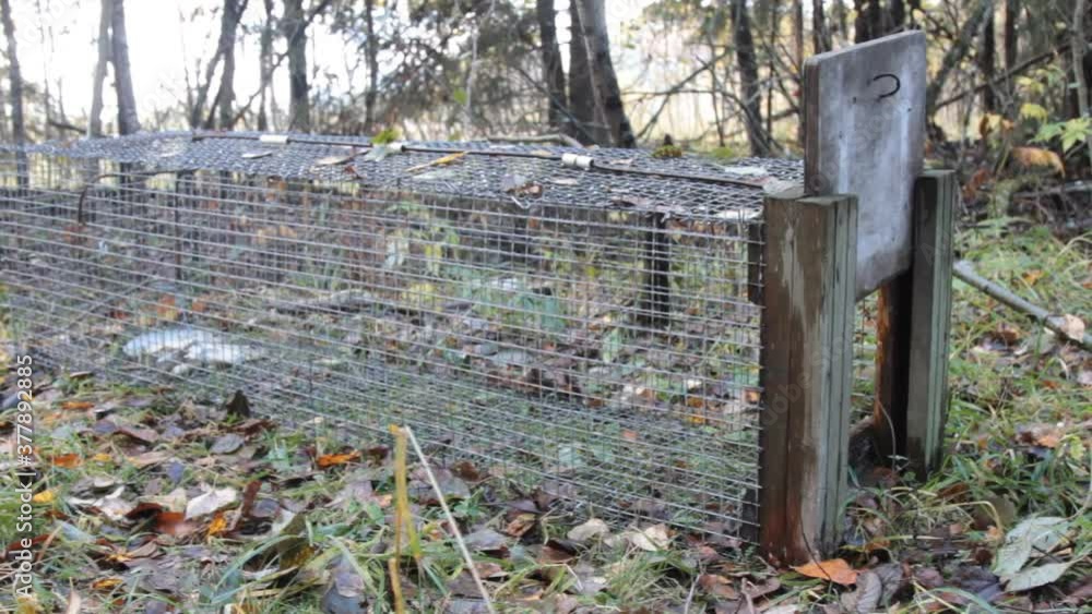 Predator's trap. Trap made of mesh with falling door for catching foxes ...