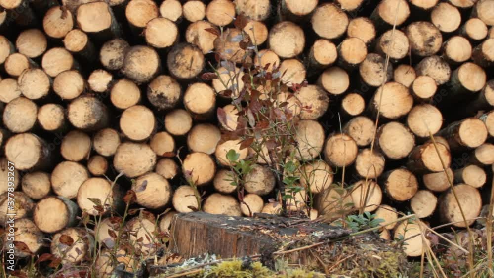 Forestery. Autumn logging of the Northern forest. Wood storage place ...