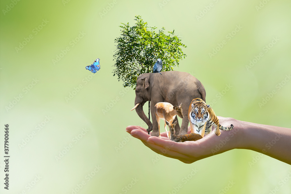 Zdjęcie Stock: World Animal Day or Wildlife Day concept. Elephant ...