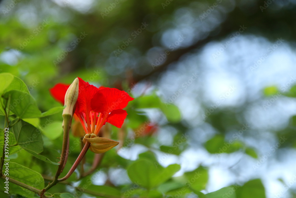 Red flower of Red Bauhinia or Nasturtium Bauhinia blooming on branch ...