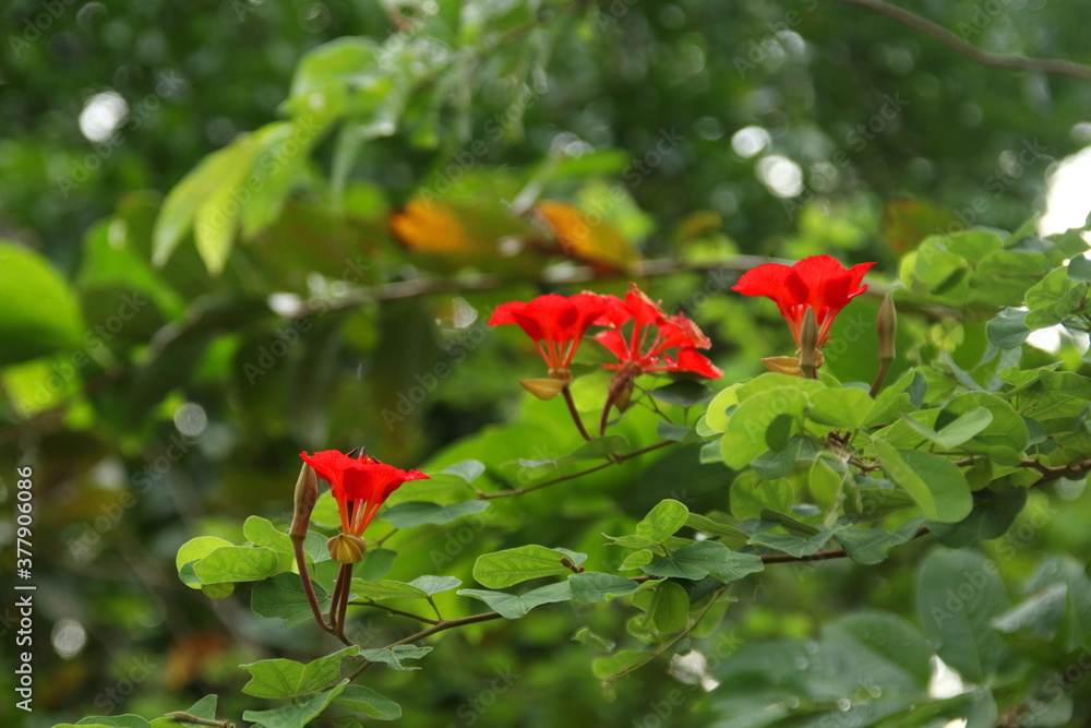 Red flower of Red Bauhinia or Nasturtium Bauhinia blooming on branch ...