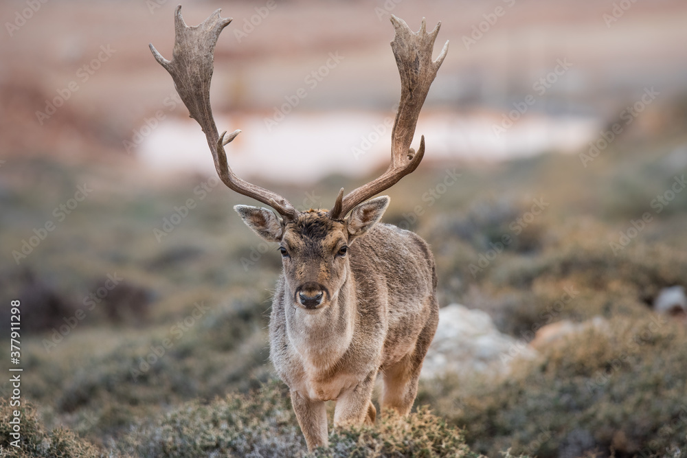 Fallow Deer captured in Lebanese wilderness, in fall season. foto de ...