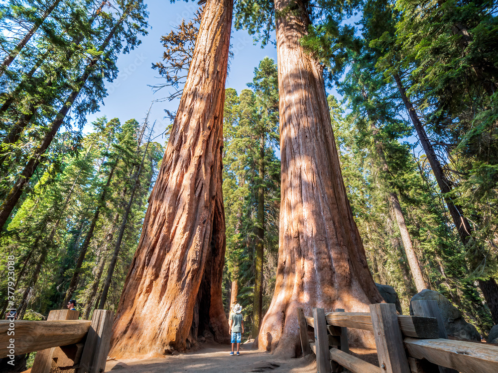 Giant sequoia (Sequoiadendron giganteum) trees in Giant Forest of ...