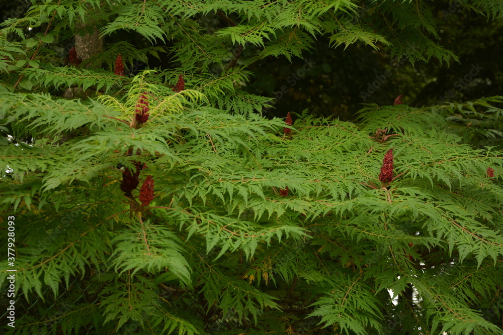 Rhus typhina, red blossom of sumach tree. Stock Photo | Adobe Stock
