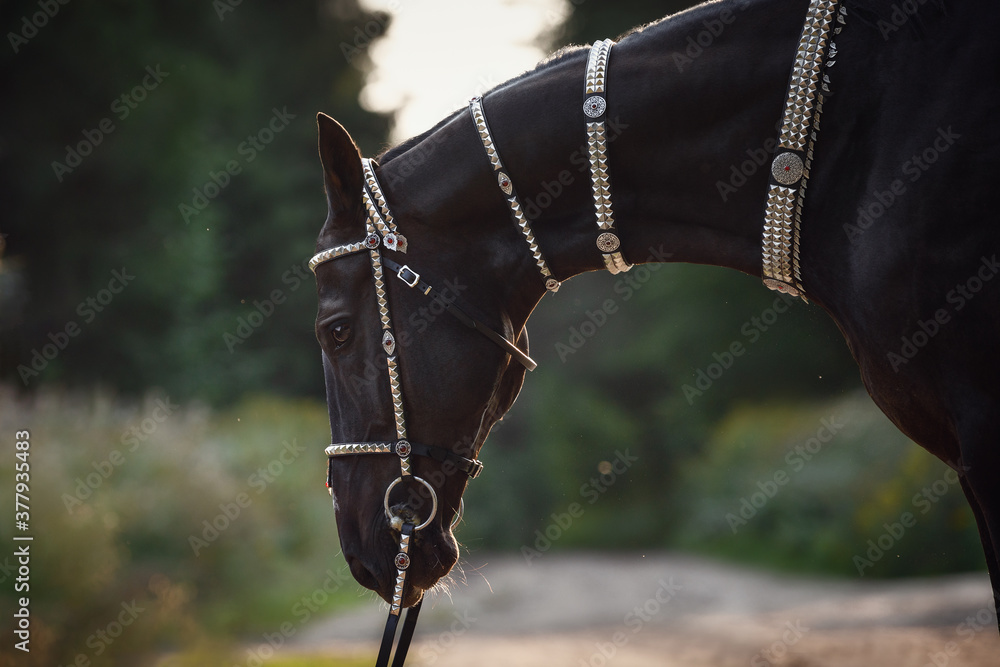portrait of beautiful black akhal-teke horse with white line on ...
