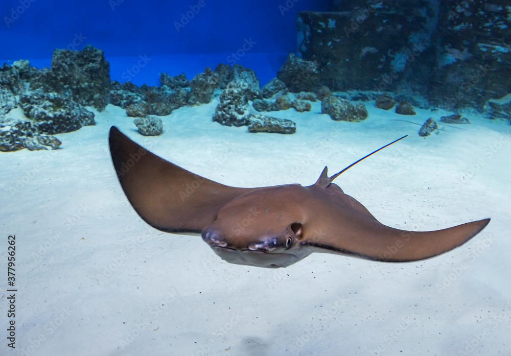 Sea Stingray. Stingrays are also called sea cats, found in temperate ...