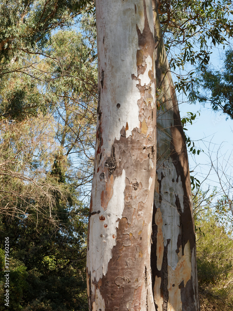 Eucalyptus Globulus Bark
